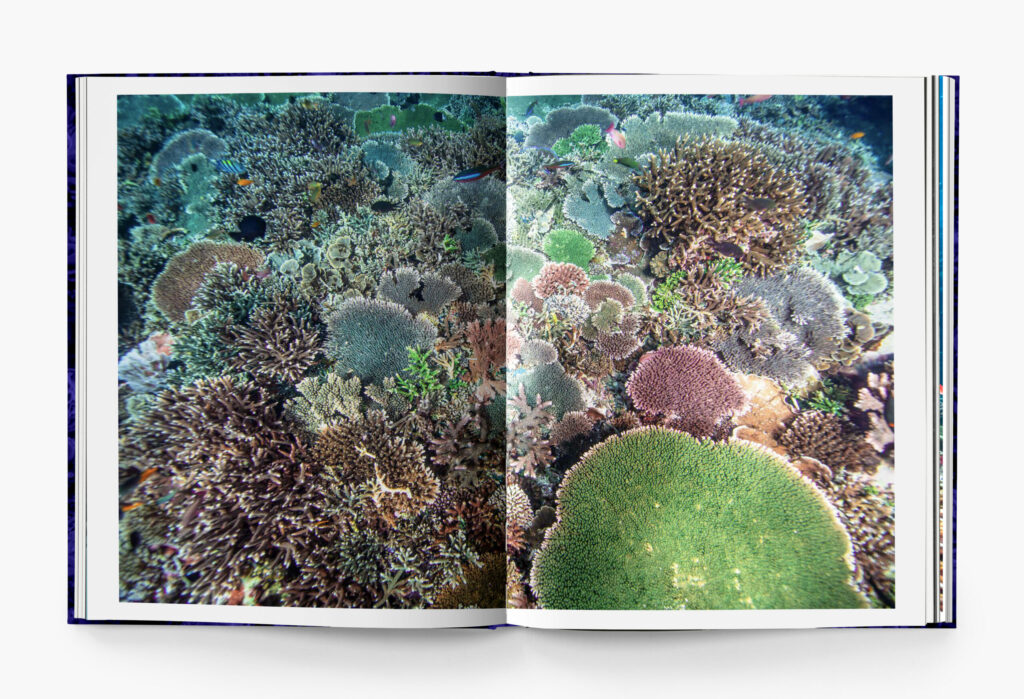 Coral - Martin Colognoli - Hemeria Crowdfunding