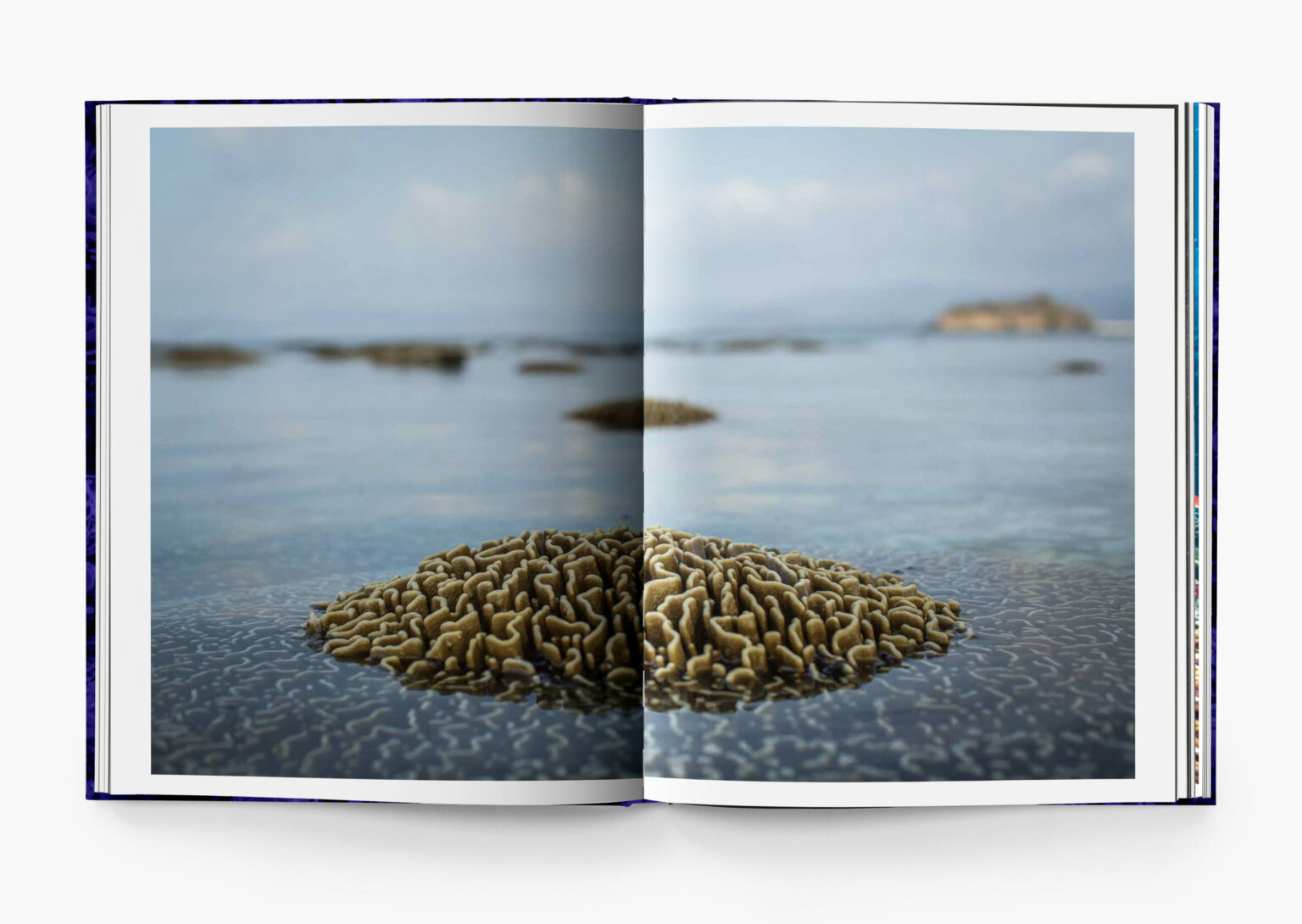 Coral - Martin Colognoli - Hemeria Crowdfunding